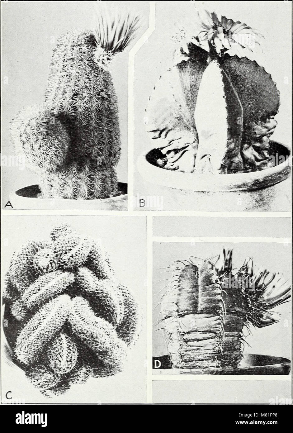 The 1929 book on cacti provides an in-depth study of the cactus family ...