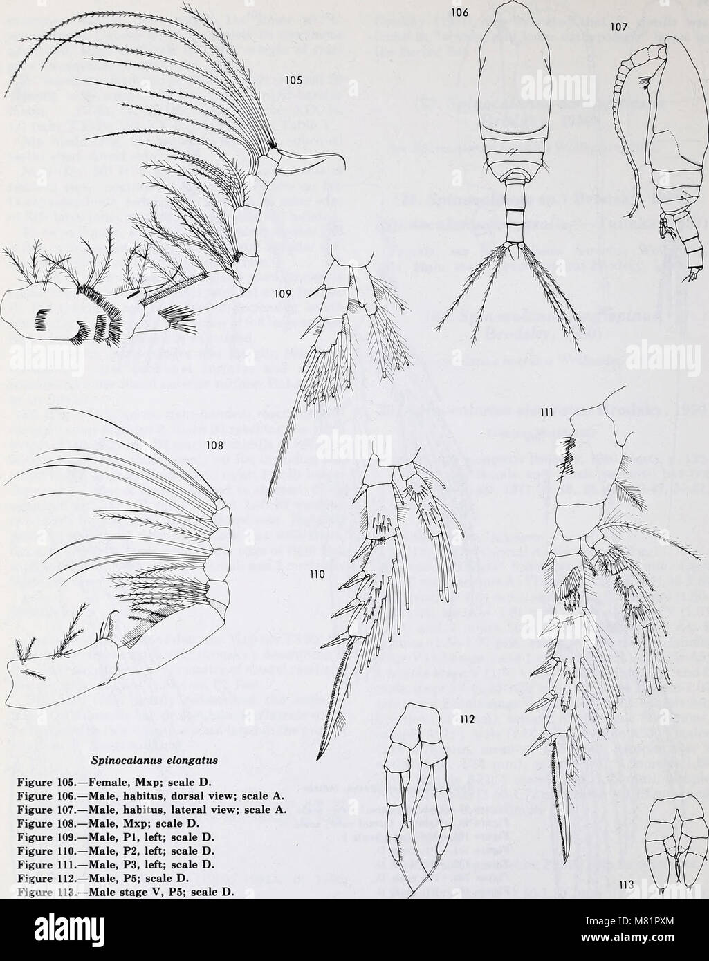 Calanoid copepods of the genera Spinocalanus and Mimocalanus from the ...