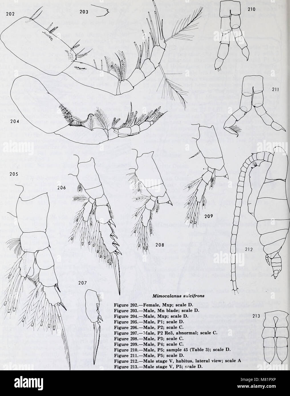This study by David M. Damkaer (1975) investigates calanoid copepods ...