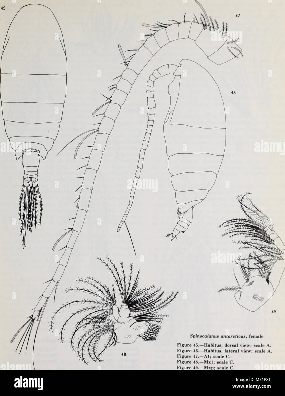 David M. Damkaer's 1975 study focuses on the calanoid copepods ...