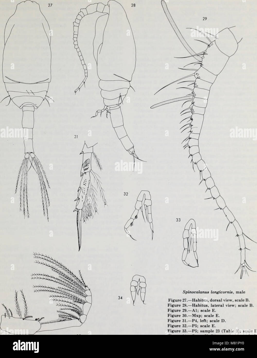 Calanoid copepods of the genera Spinocalanus and Mimocalanus from the ...
