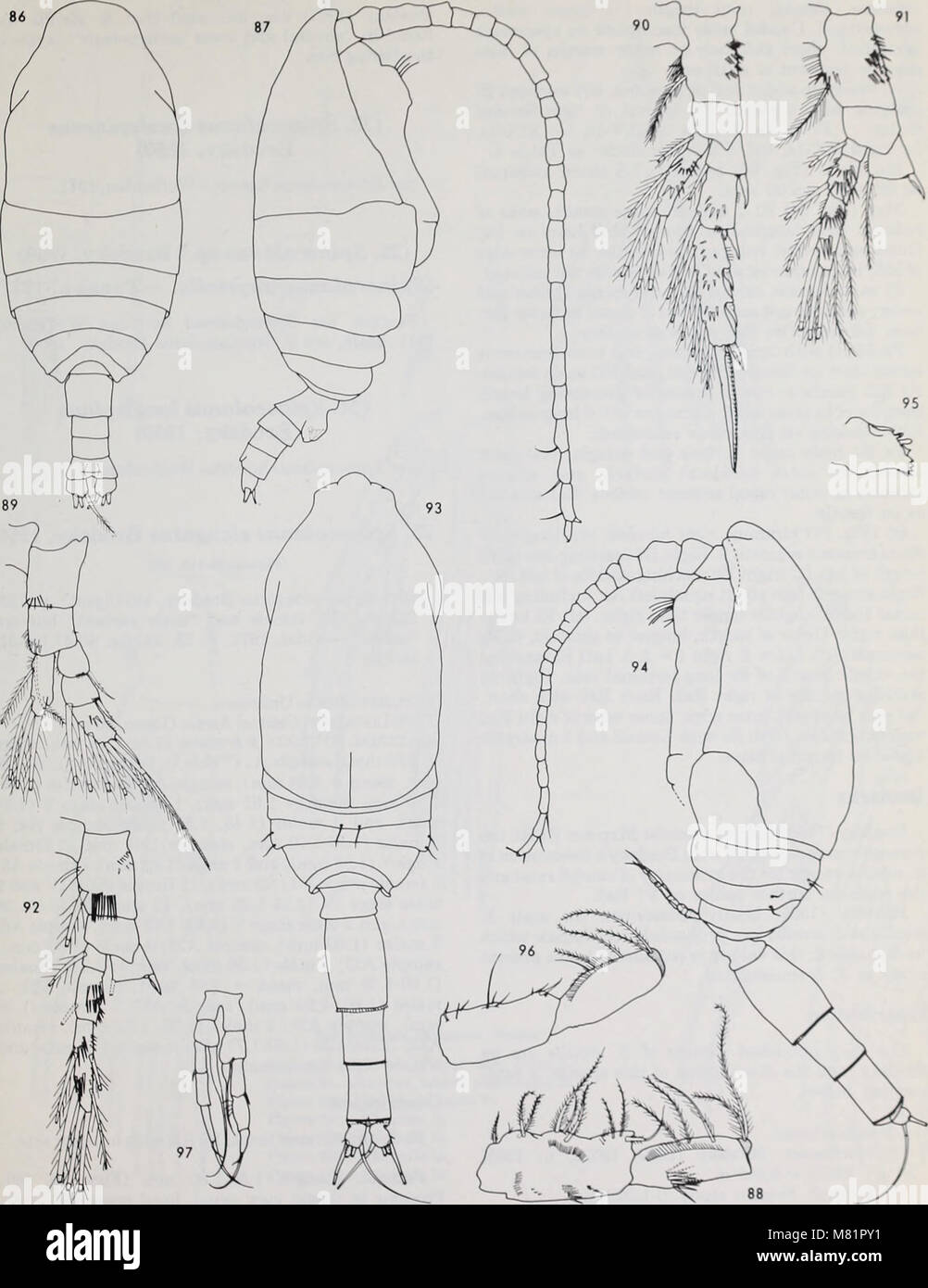 Calanoid copepods of the genera Spinocalanus and Mimocalanus from the ...
