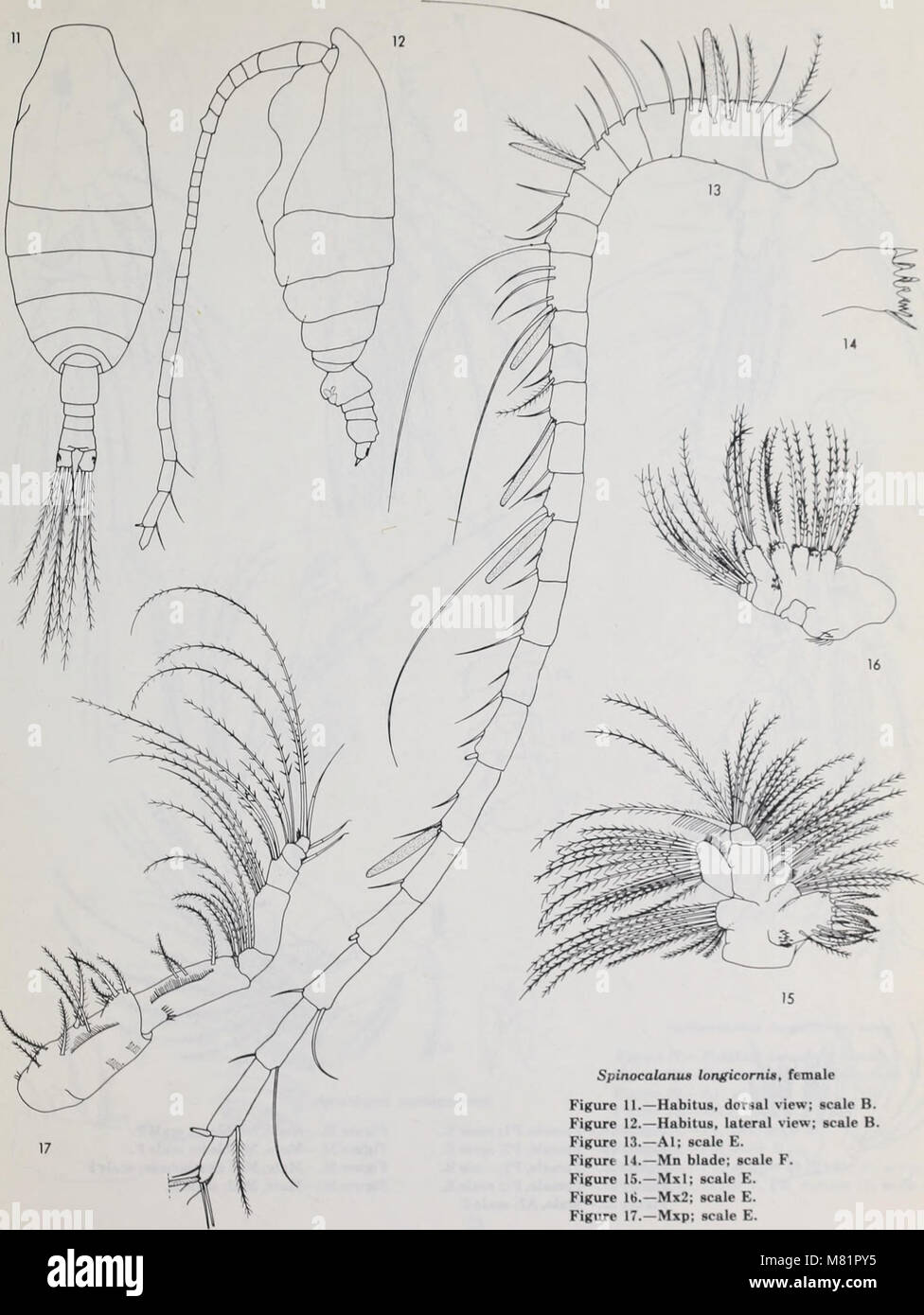 Calanoid copepods of the genera Spinocalanus and Mimocalanus from the ...