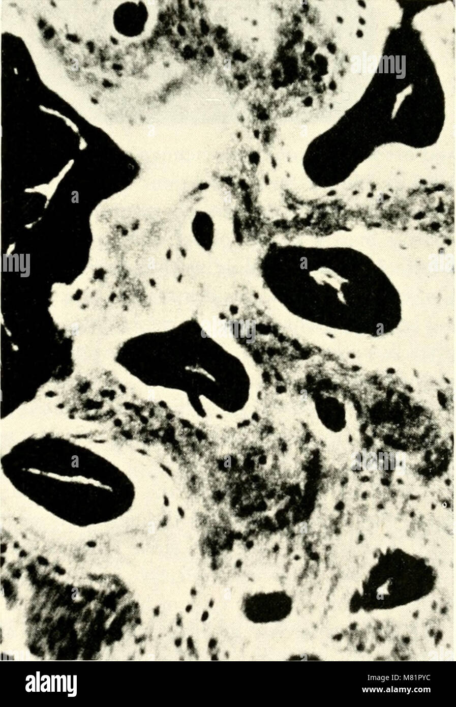 Calcified tissues; proceedings (1963) (20518490671 Stock Photo - Alamy