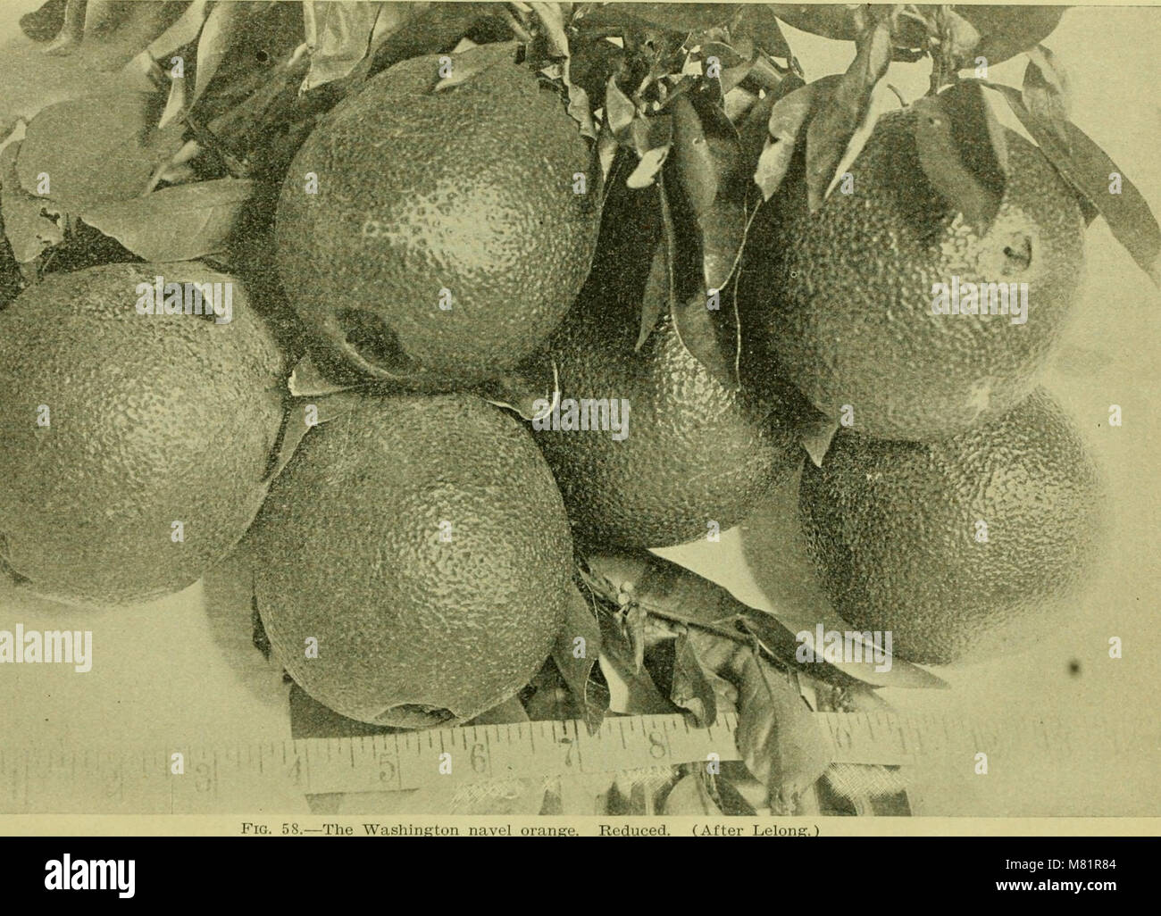 Guide on citrus cultivation hi-res stock photography and images - Alamy