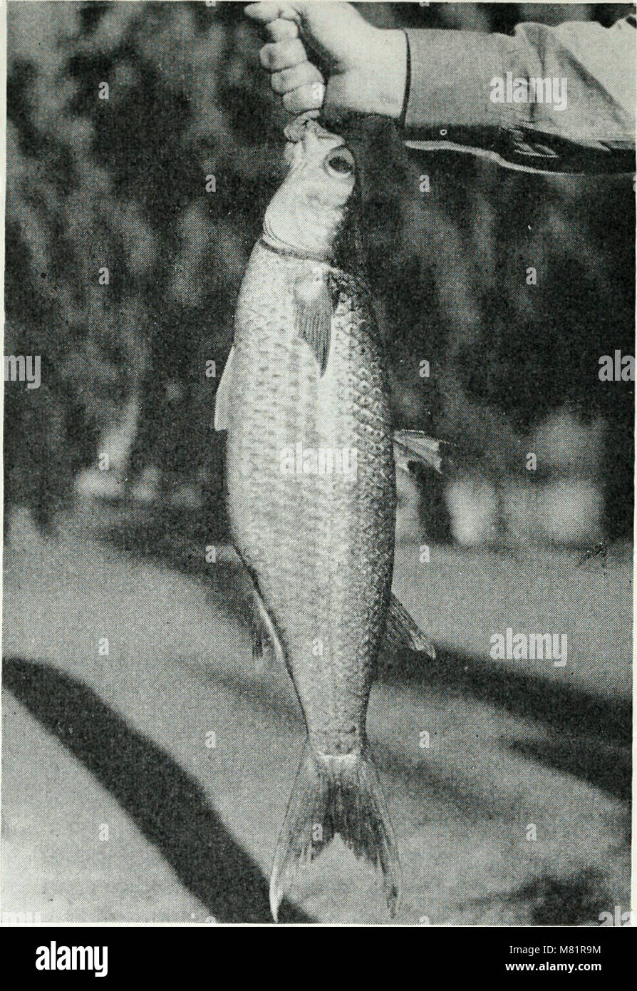 The 1989 edition of California Fish and Game presents studies on the ...