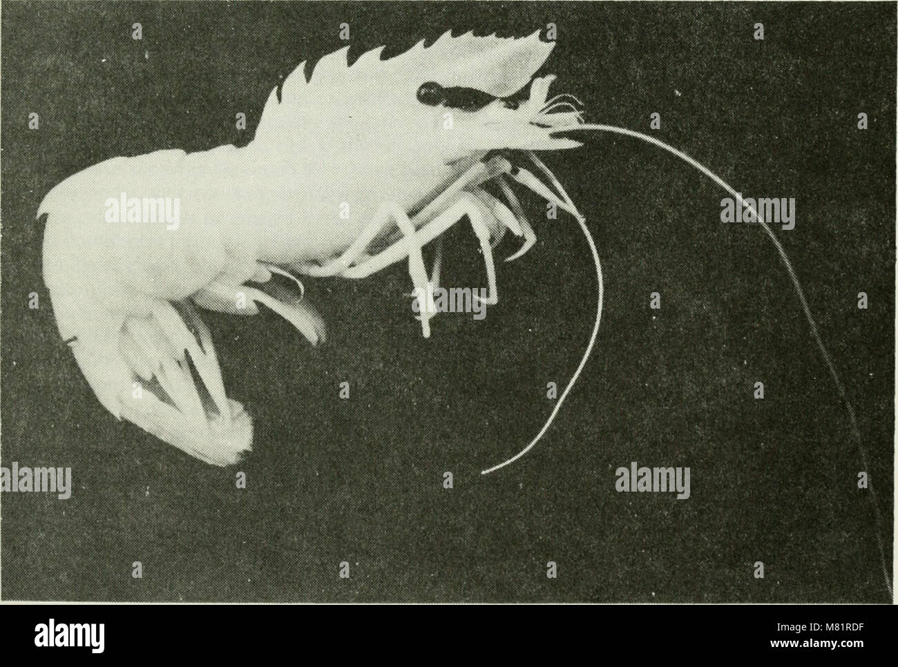 *California Fish and Game* (1989) is a publication dedicated to ...