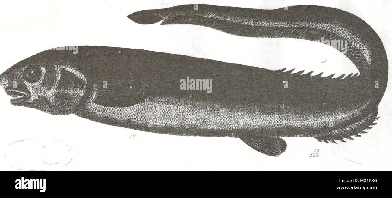 This document focuses on the regulation and management of fish and game ...