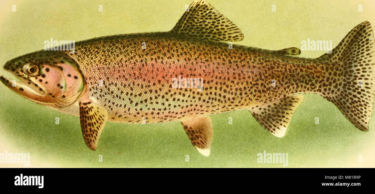 California fish and game (20505277392 Stock Photo - Alamy