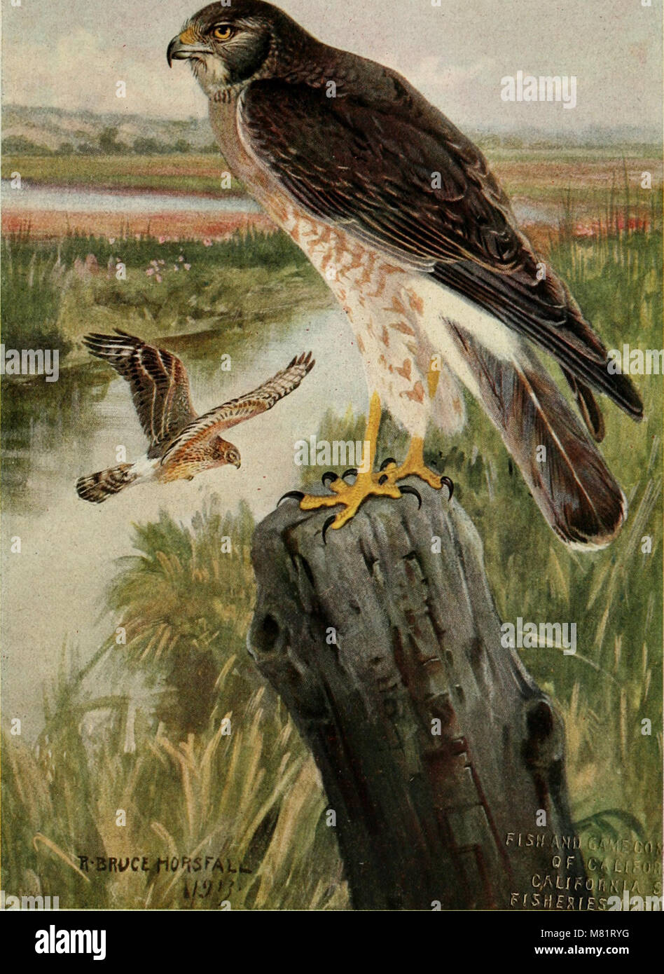 California Fish and Game is a publication focused on the conservation ...