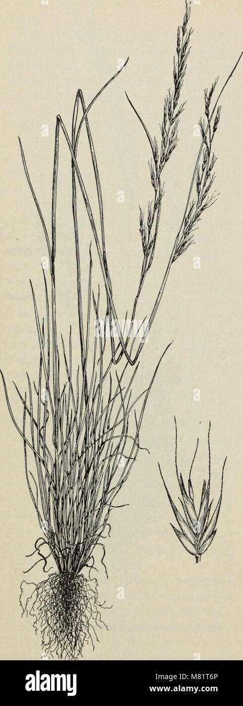 California grasslands and range forage grasses (0724) (19892225564 ...