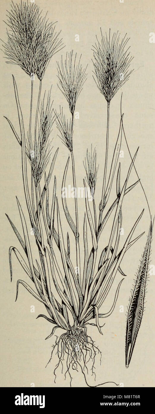 California grasslands and range forage grasses (0724) (20488627396 ...