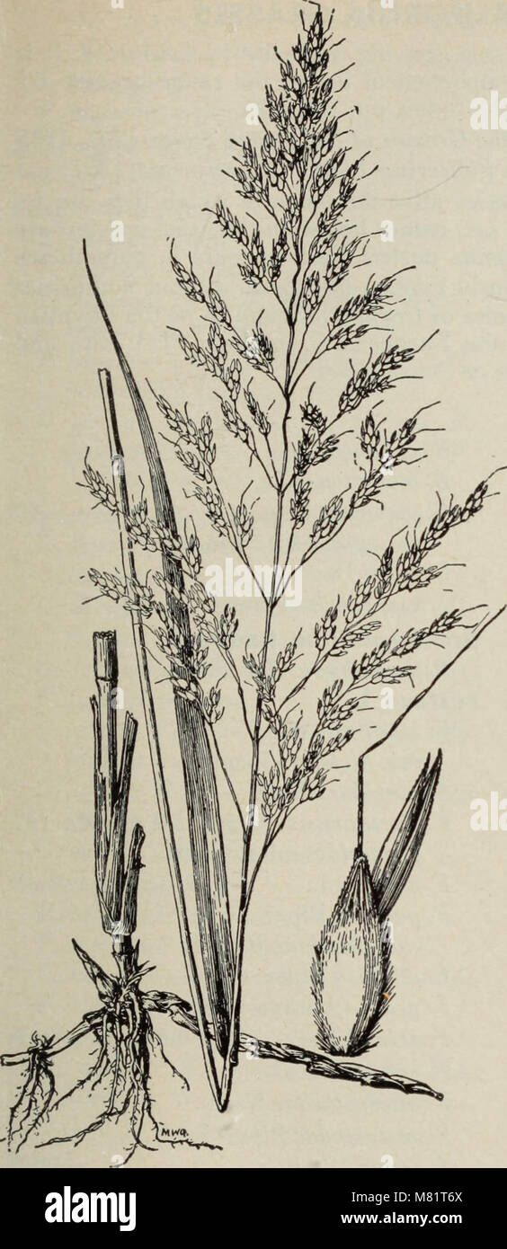 California grasslands and range forage grasses (0724) (20506383372 ...