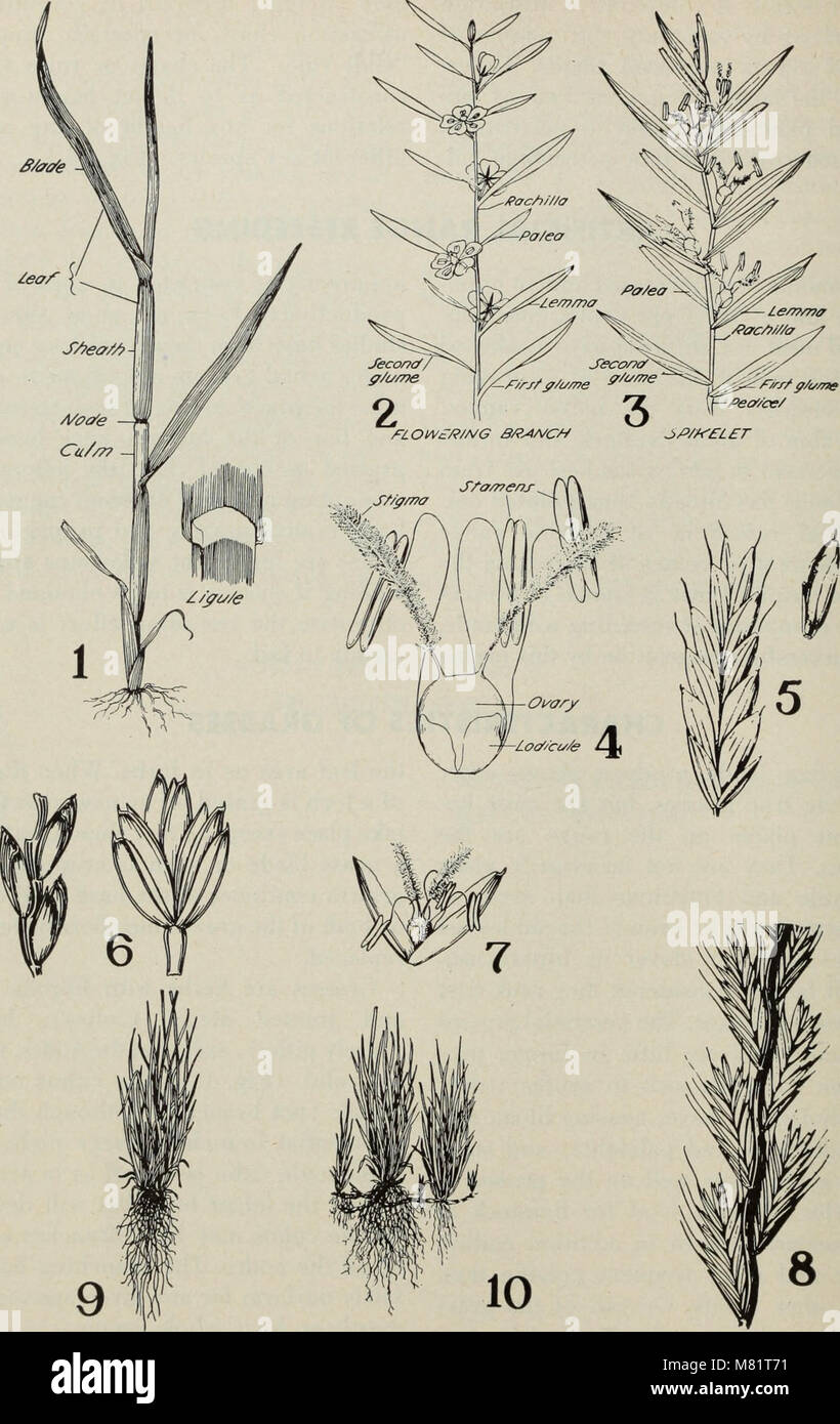 California grasslands and range forage grasses (0724) (20514797005 ...