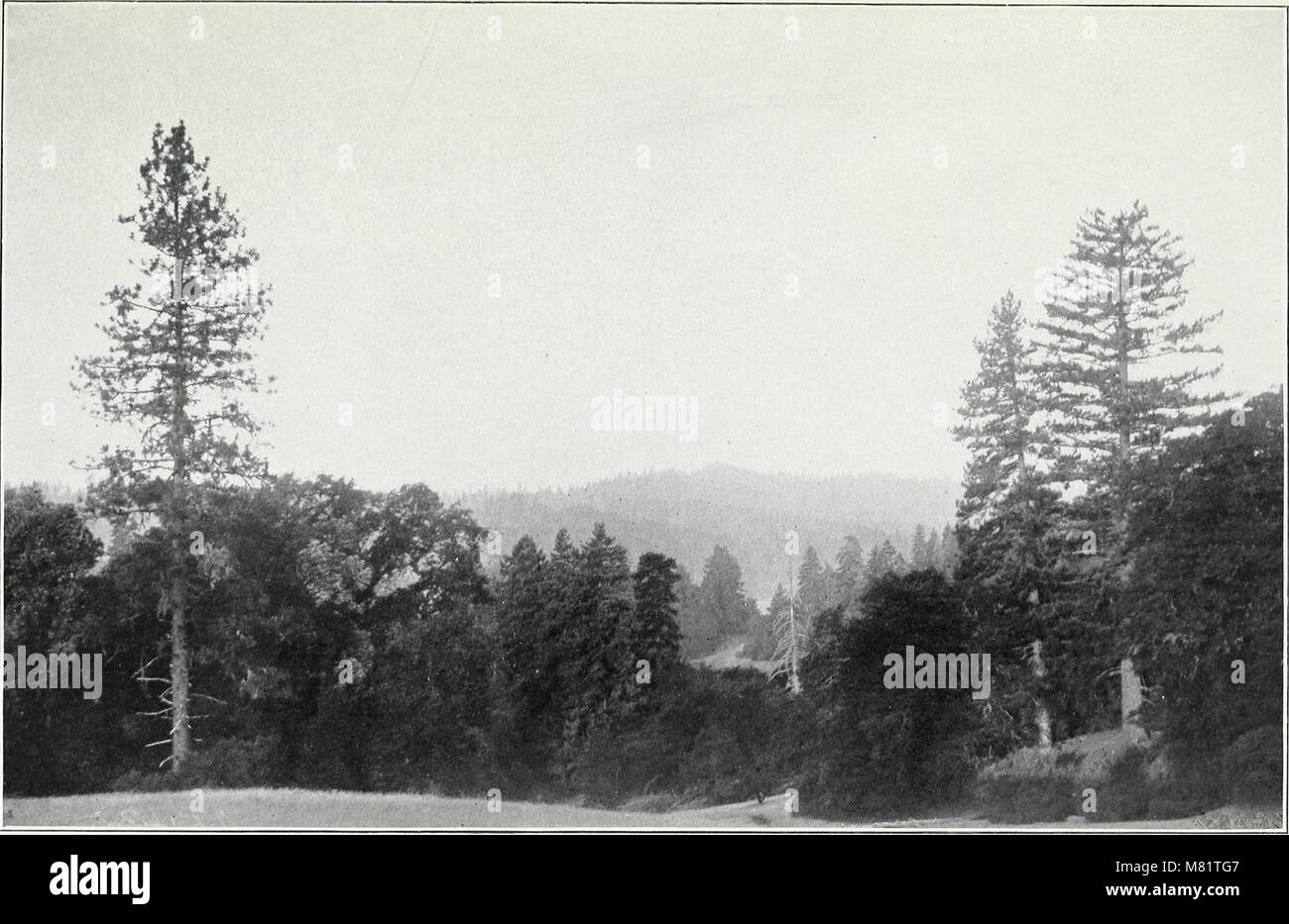 Tanbark oak hi-res stock photography and images - Alamy