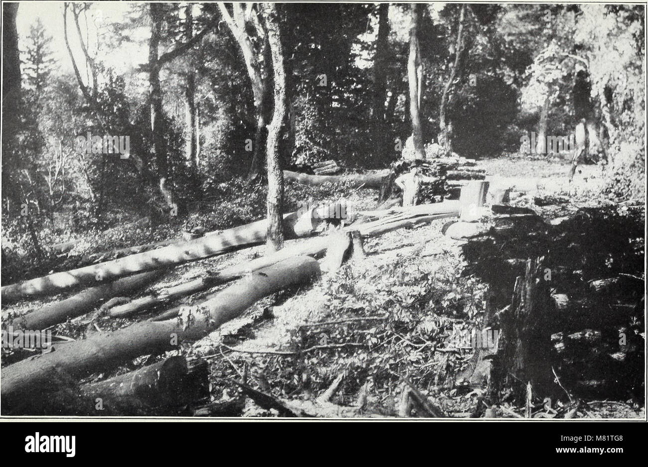 Tanbark hi-res stock photography and images - Alamy