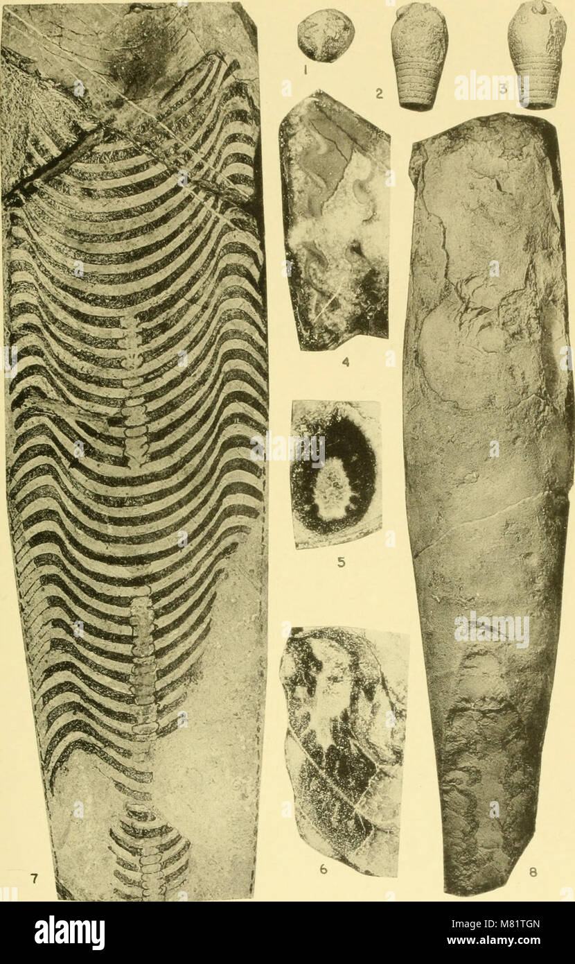 This bulletin covers paleontological research from the years 1943-1944 ...