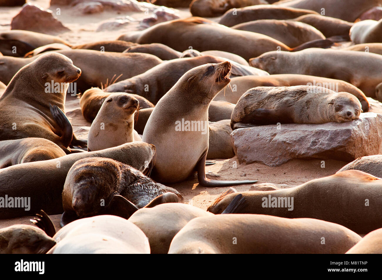 Cape Cross seal colony in the Westcoast Recreational Area, Namibia ...