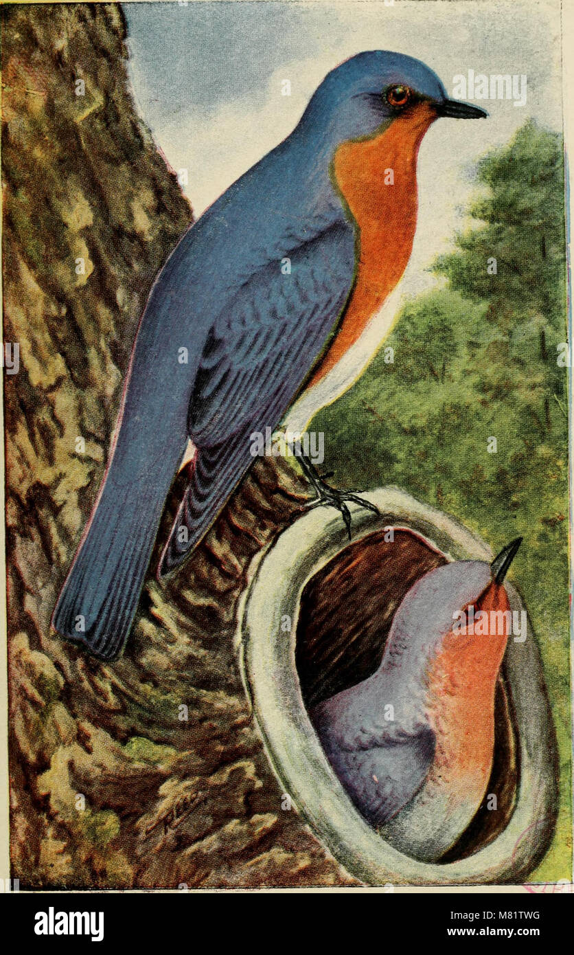 This 1911 work provides photographic studies of wild birds in their ...
