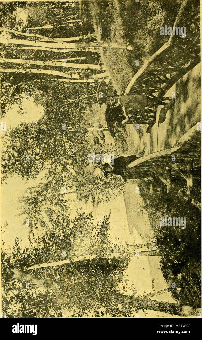 Canadian forestry journal (20336179228 Stock Photo - Alamy