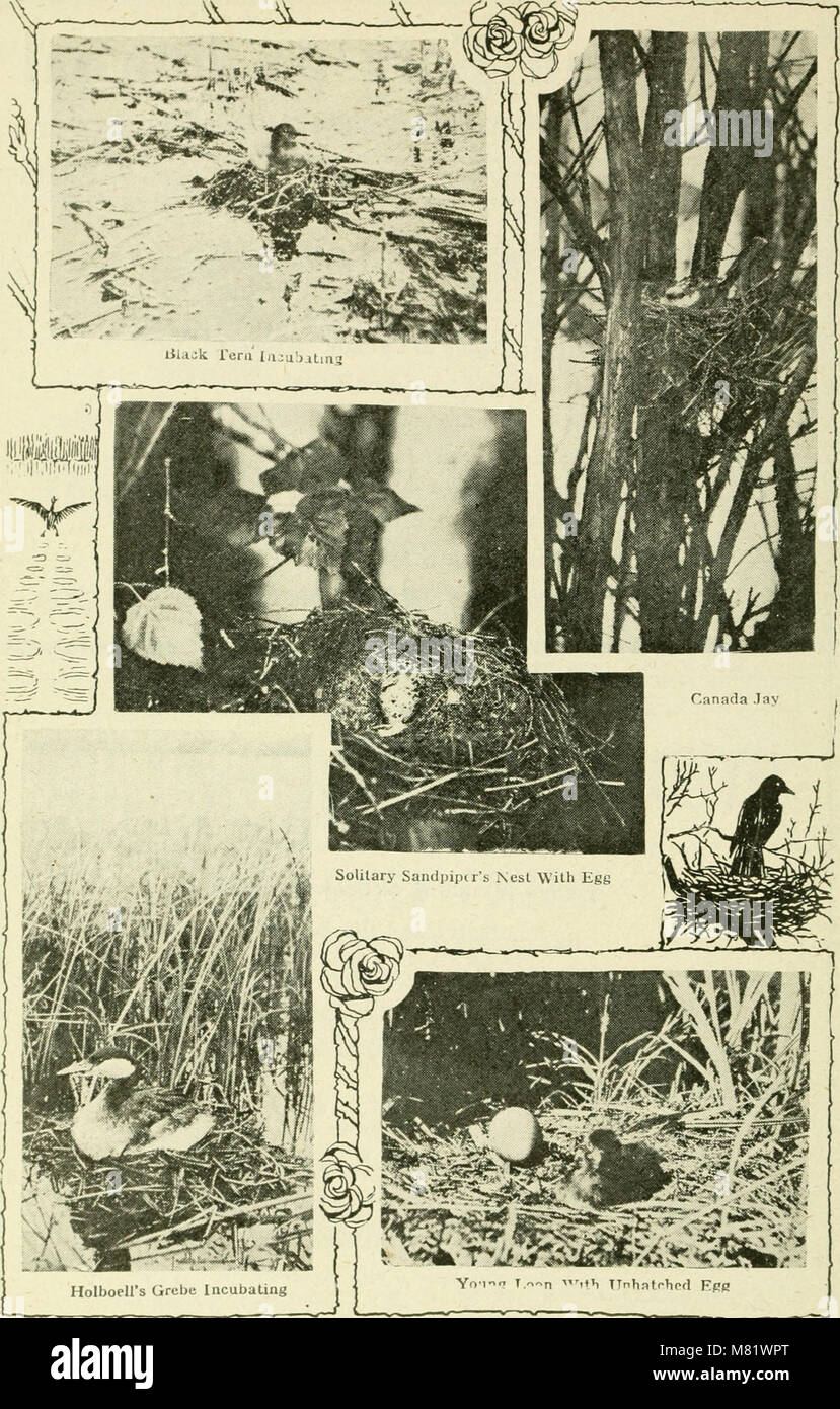 Canadian forestry journal (20530304841 Stock Photo - Alamy