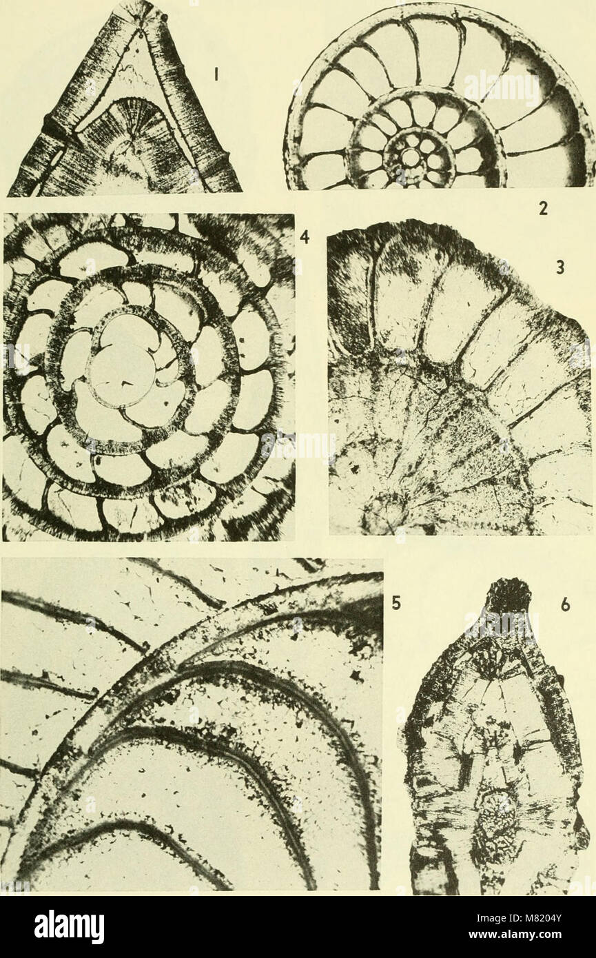 The 'Bulletins of American Paleontology' (1960) is a scientific journal ...