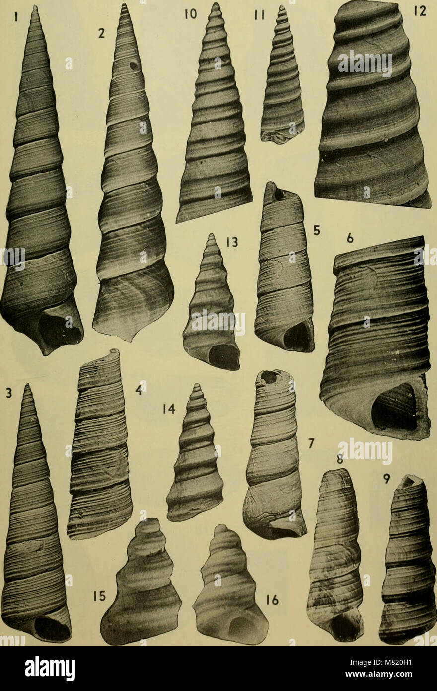 The 'Bulletins of American Paleontology' (1962) presents research on ...