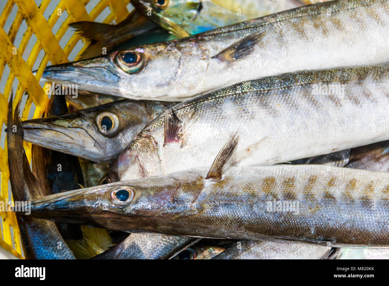 Fresh Obtuse barracuda fish in Gulf of Thailand Stock Photo - Alamy