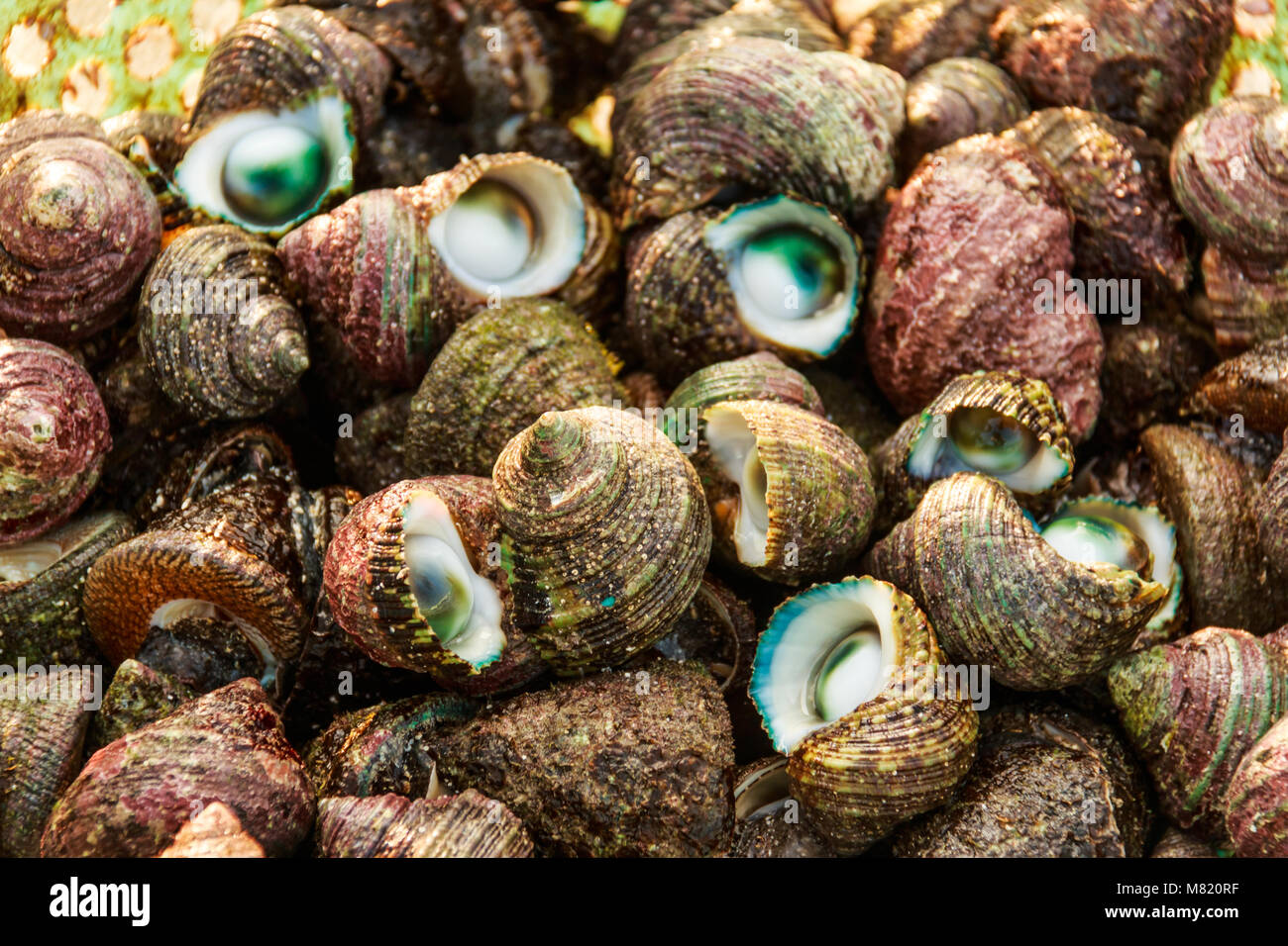 Fresh Tapestry Turban Shell in Gulf of Thailand Stock Photo - Alamy