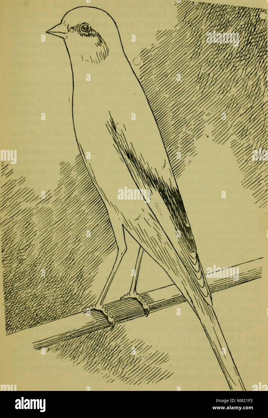 *Canaries* (1923) is a comprehensive guide to breeding, exhibiting, and ...