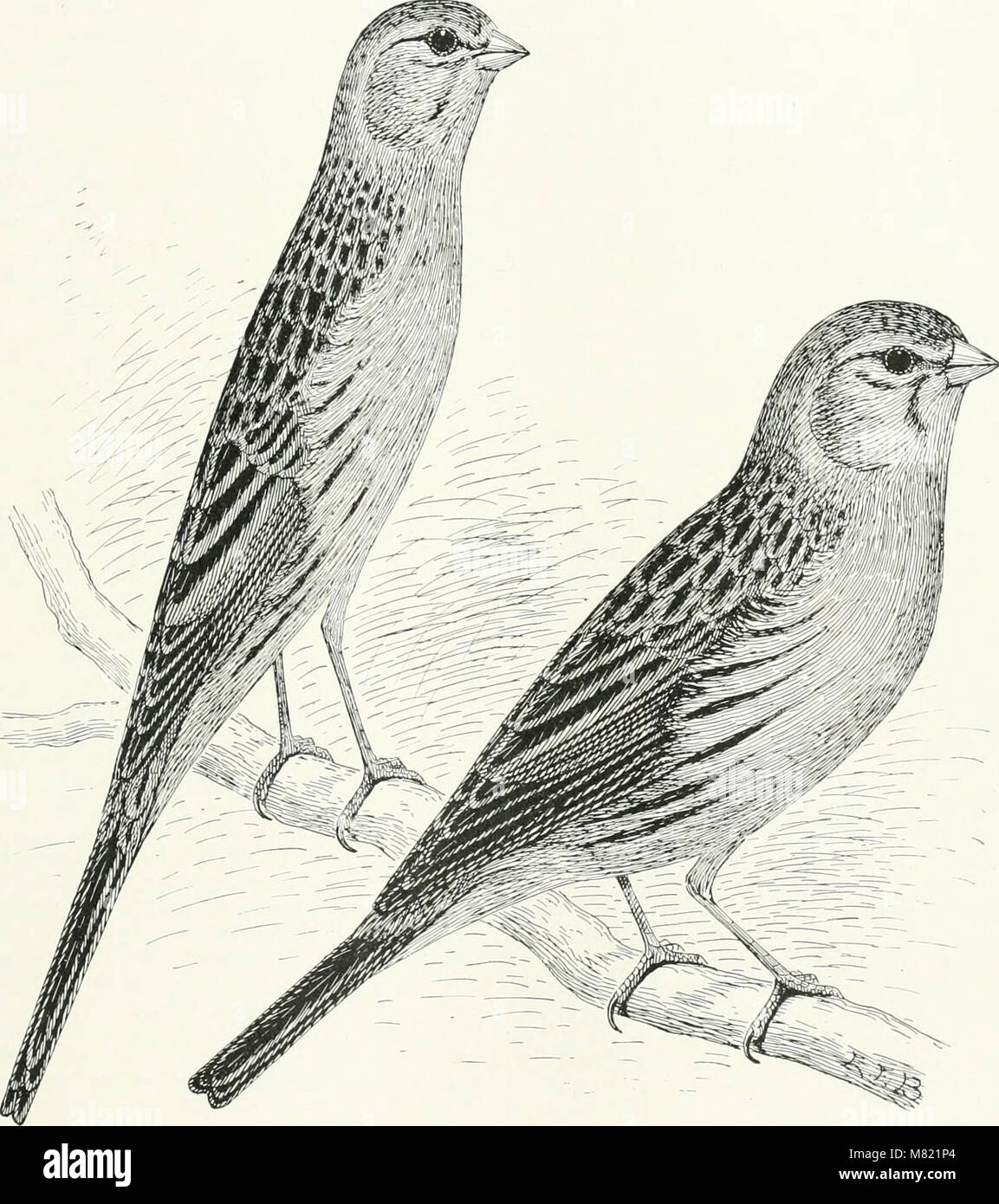 *Canaries, Hybrids, and British Birds in Cage and Aviary* (1926) covers ...