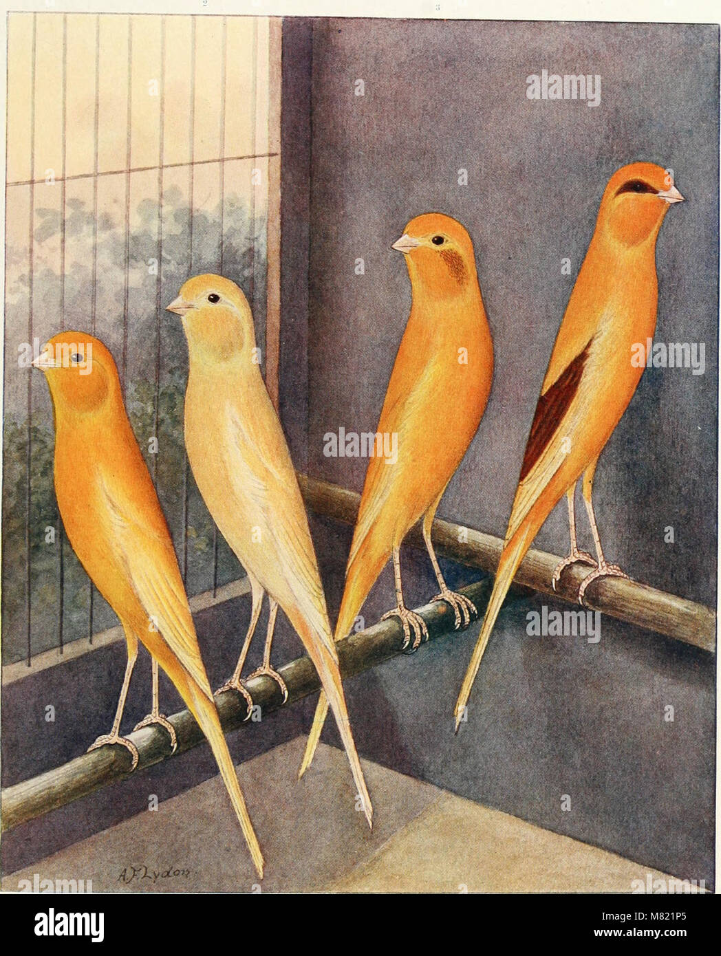Canaries, hybrids, and British birds in cage and aviary (1926 ...