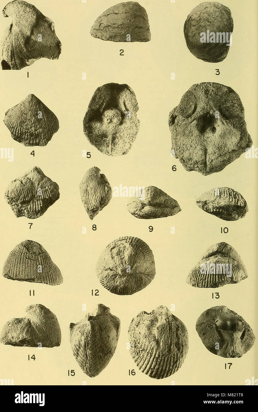 A 1963 publication from American Paleontology featuring research on ...
