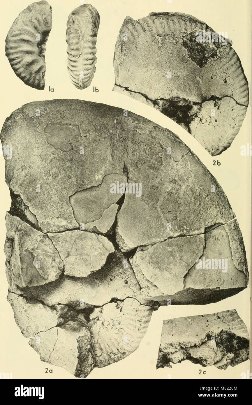 The 1964 Bulletins of American Paleontology feature research articles ...