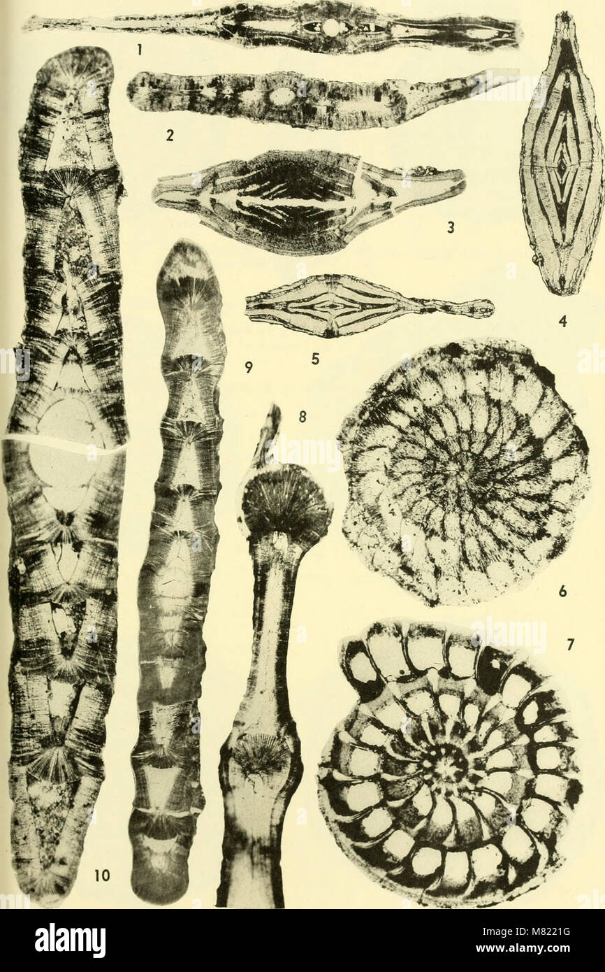 The 'Bulletins of American Paleontology' (1966) feature research on the ...