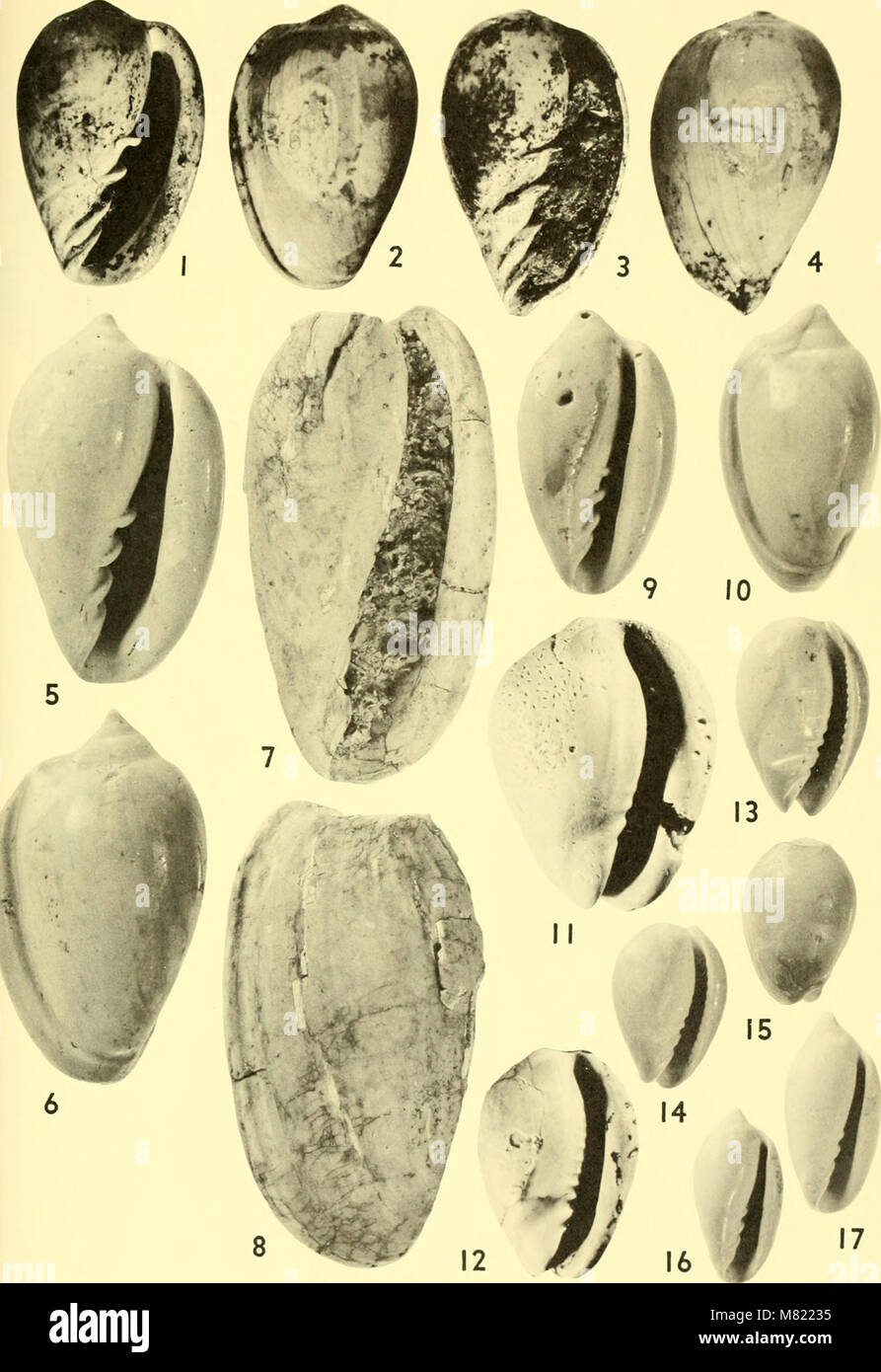 The *Bulletins of American Paleontology* (1968â€“1969) presents ...