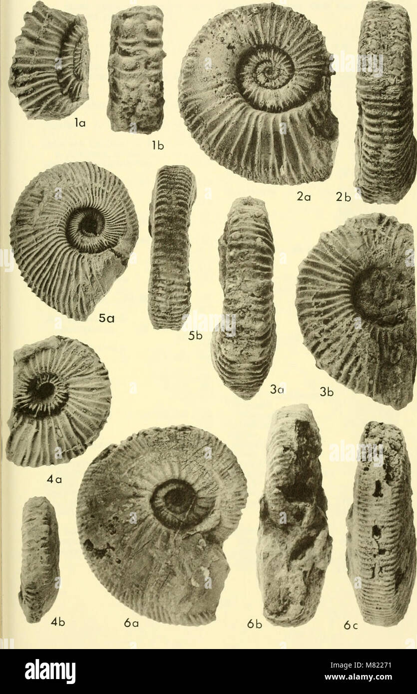 The 'Bulletins of American Paleontology' (1972-1973) feature ...