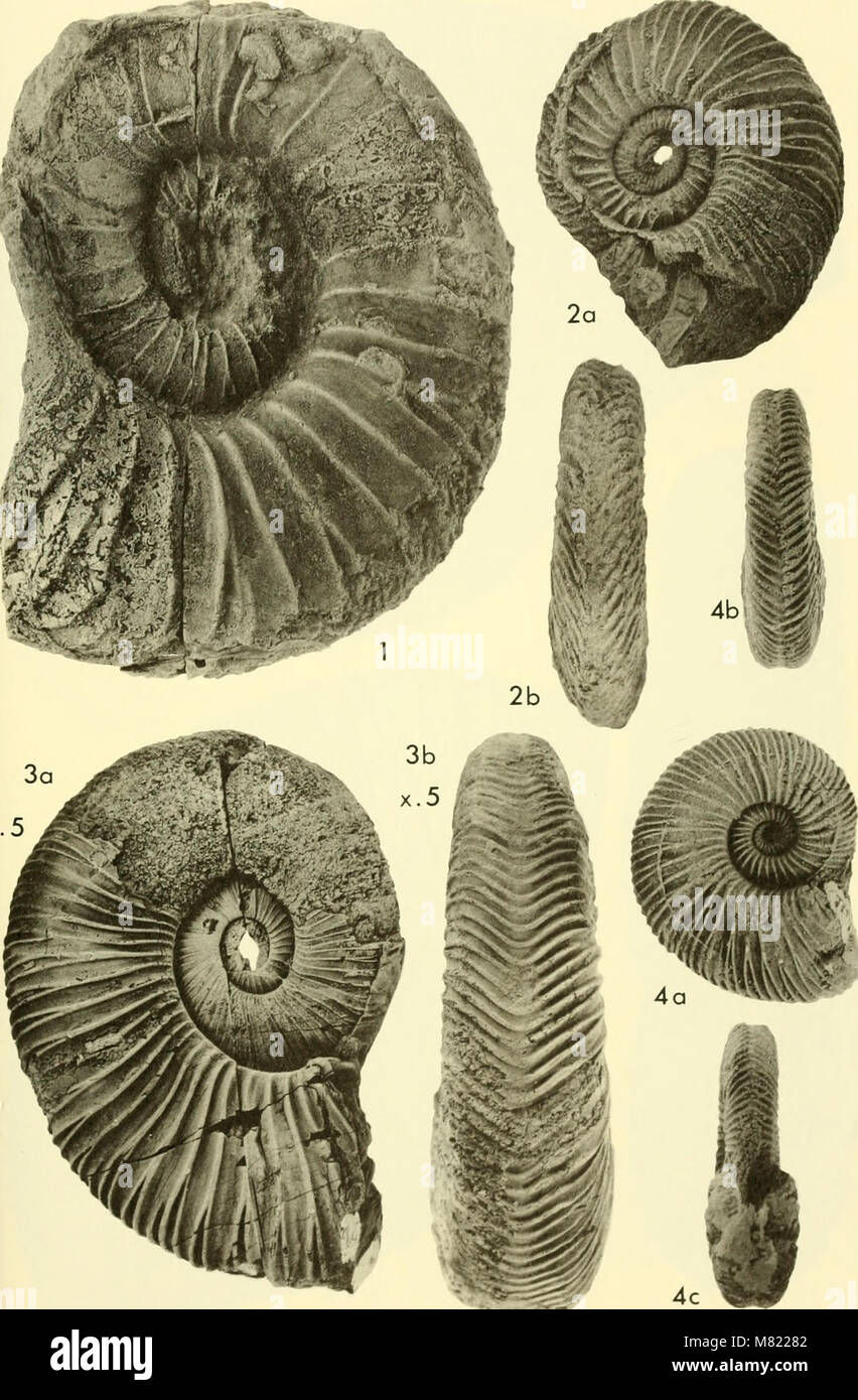 A series of paleontological bulletins from 1972 to 1973, detailing ...