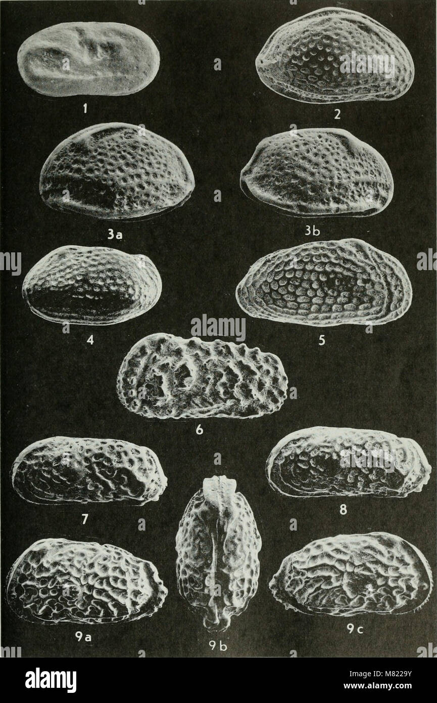 The 1975 edition of the Bulletins of American Paleontology features ...