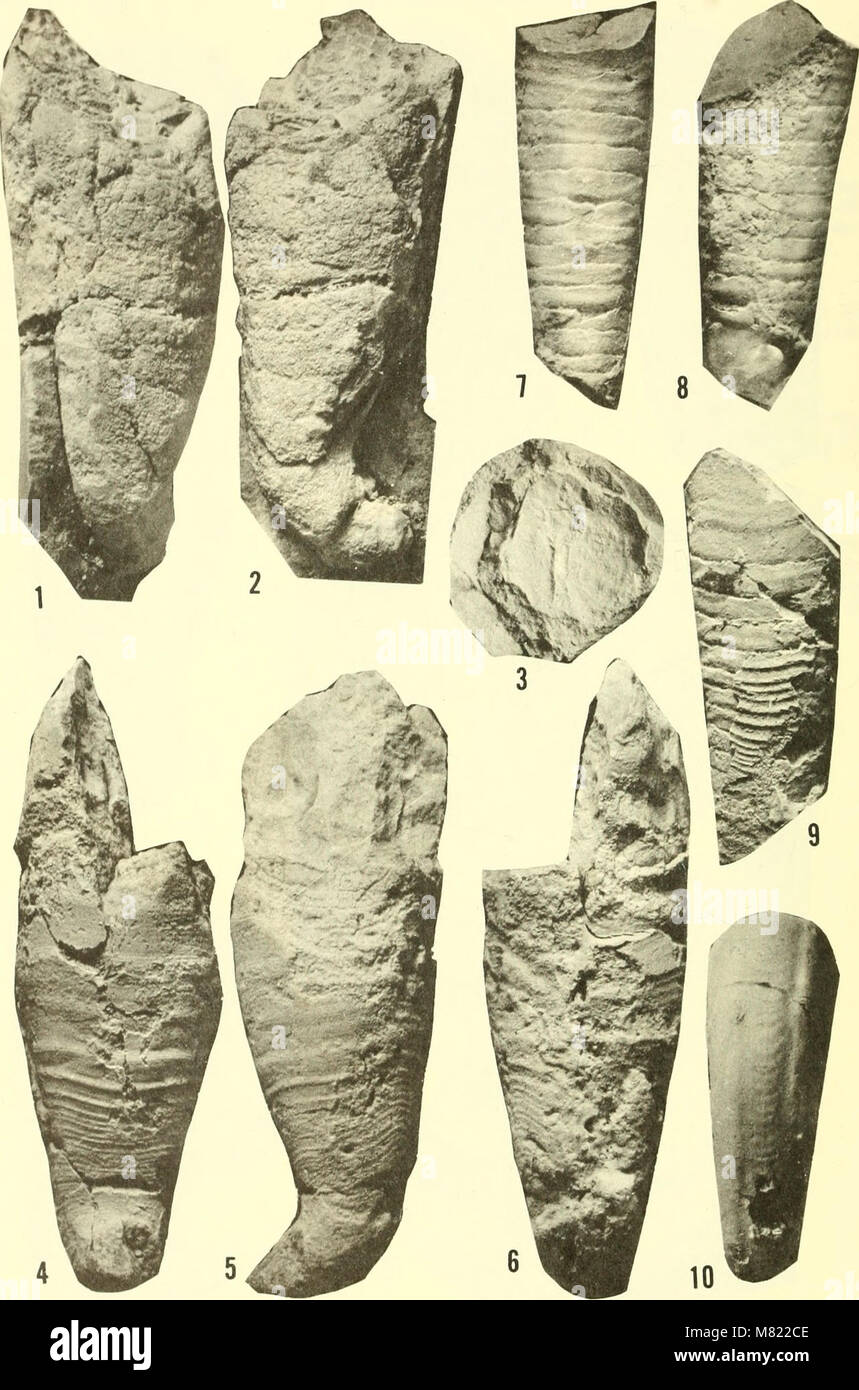 The Bulletins of American Paleontology, 1975, present a variety of ...