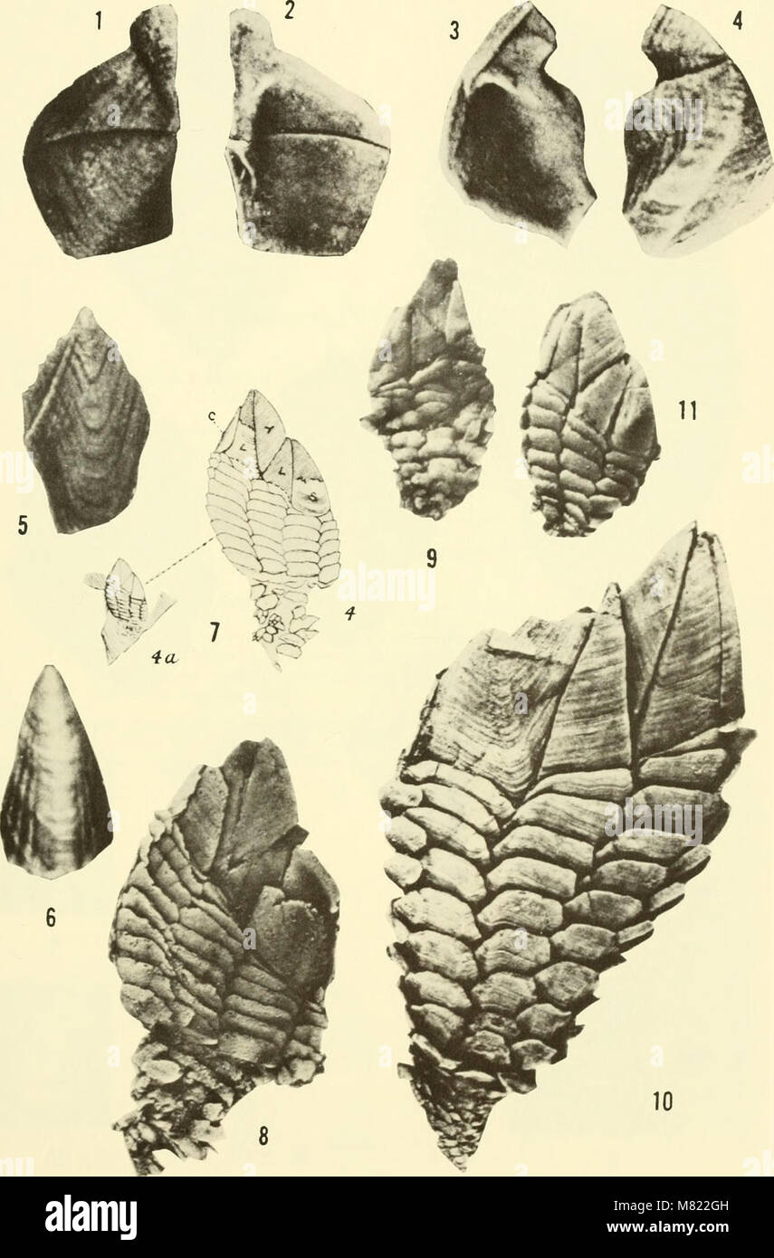 The 'Bulletins of American Paleontology' (1980) publishes research on ...