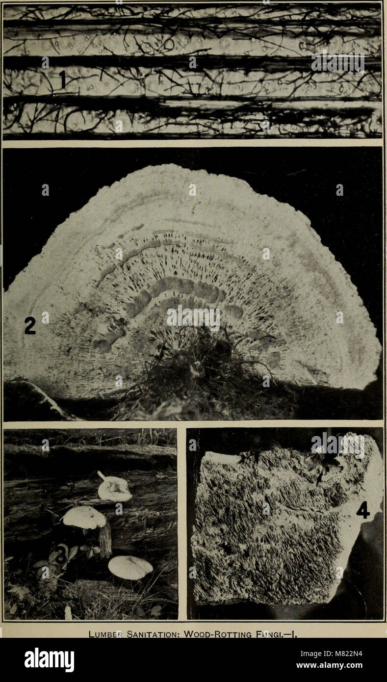 The Bulletins on Forest Pathology (1913-1925) published by the U.S ...