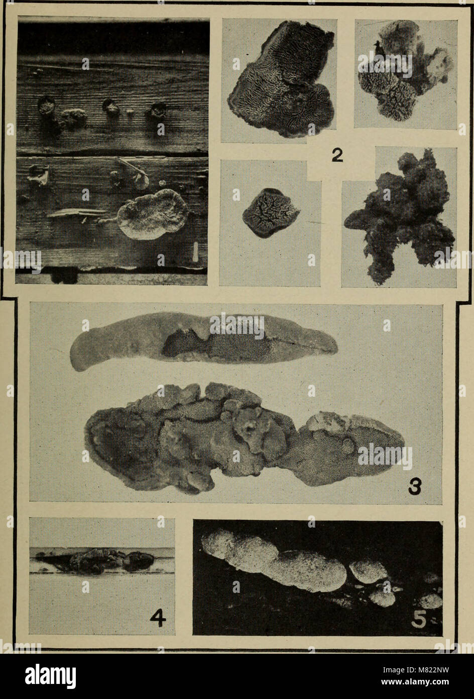 Bulletins on forest pathology - from Bulletin U.S.D.A., Washington, D.C ...