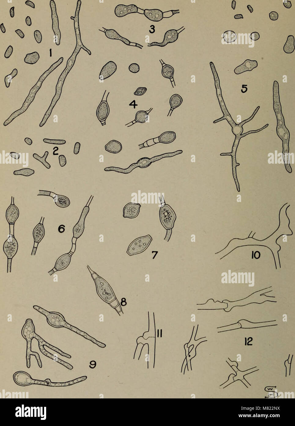 The U.S. Department of Agriculture's Bulletins on forest pathology ...