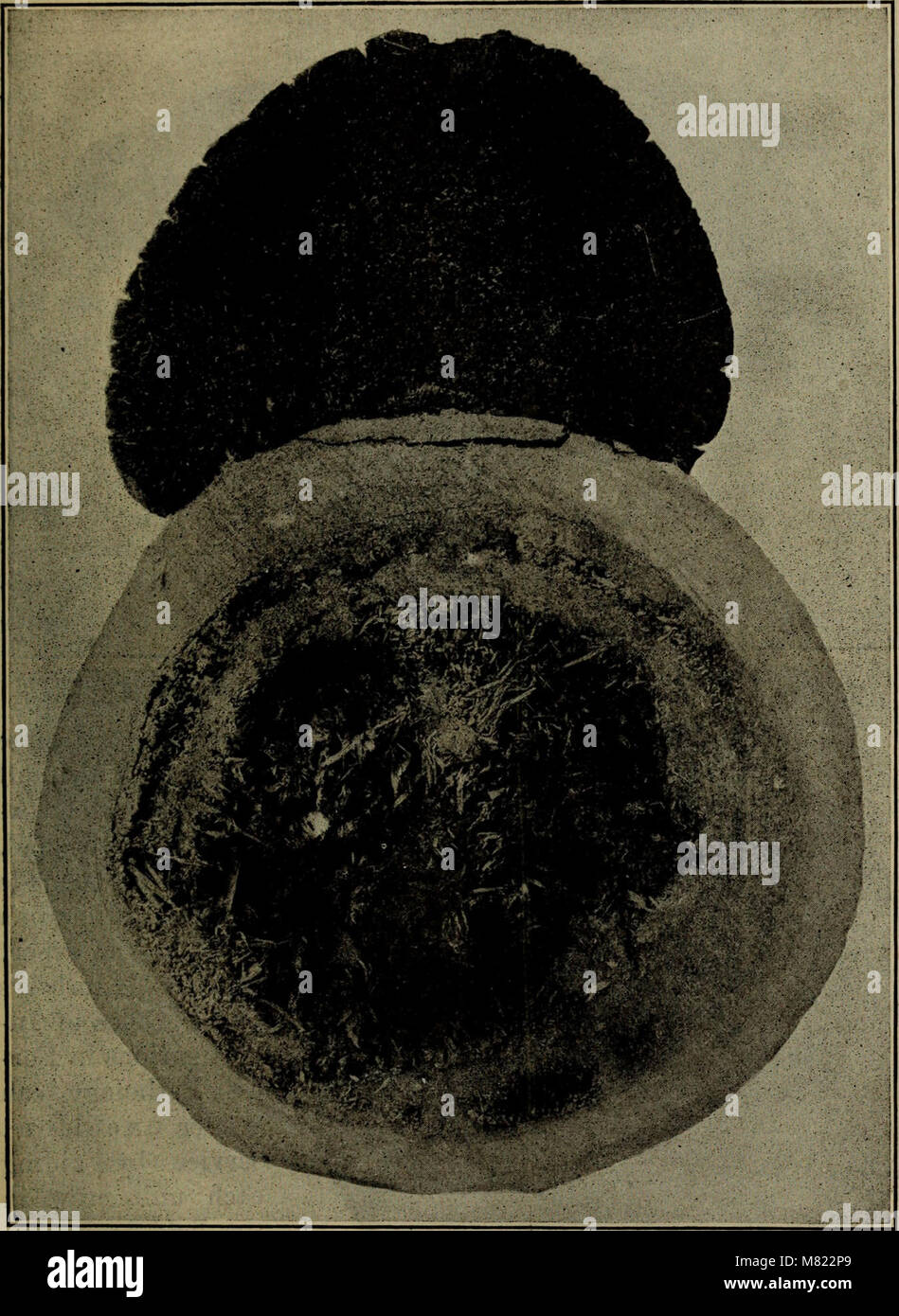 The 'Bulletins on Forest Pathology' (1913-1925) from the U.S ...