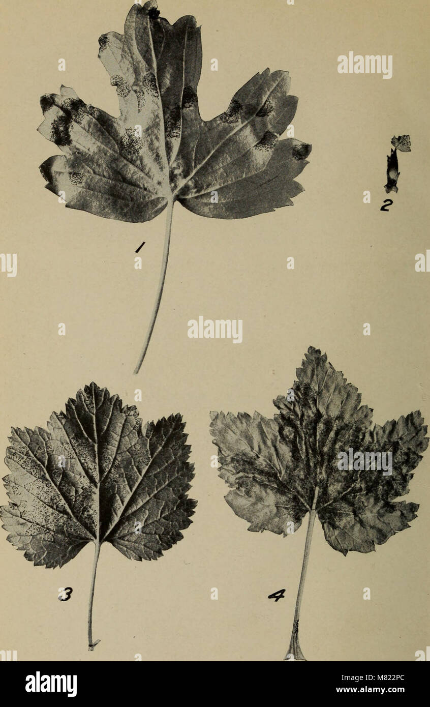 The USDA Bulletins on forest pathology (1913-1925) provide detailed ...