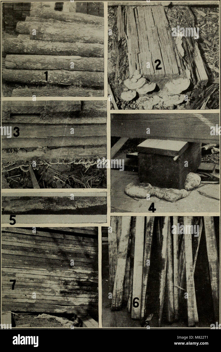The 'Bulletins on Forest Pathology' (1913-1925) series covers research ...