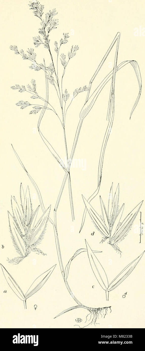 The *Bulletin* (1895-1901) is a periodical documenting important ...