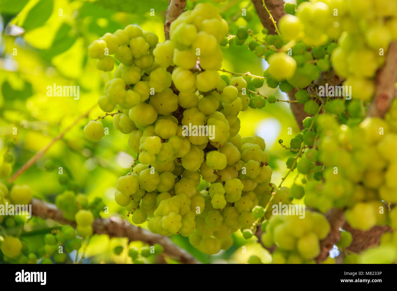 Star gooseberry tree hi-res stock photography and images - Alamy
