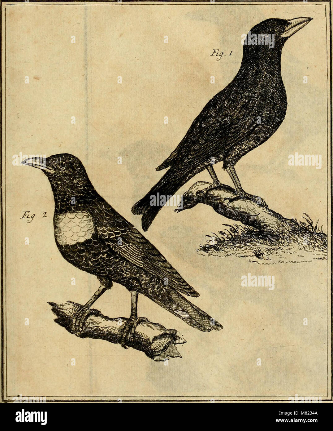 A German edition from 1775 of Buffon's 'Natural History of Birds ...